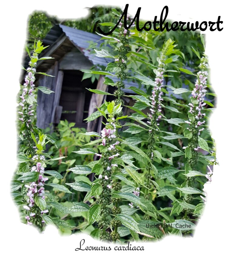 Motherwort – its Uses and Benefits - Mother Earth Living